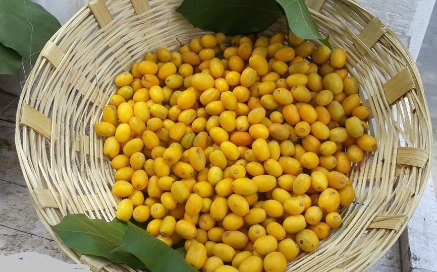 जानिए कि रायन में कितने विटामिन हैं (Rayan fruit) - khedut putra